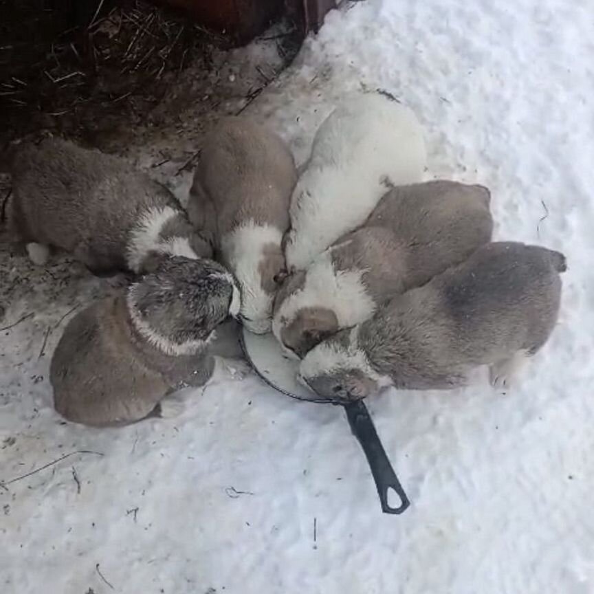 Алабайчики