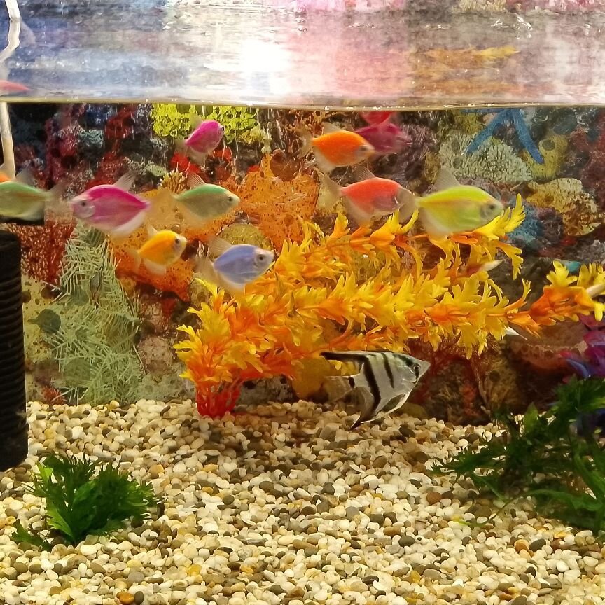 Продам все вместе полный аквариум