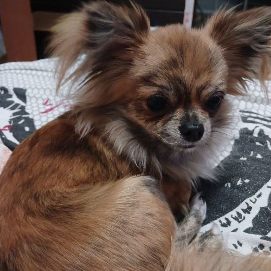 Вязка кобель чихуахуа