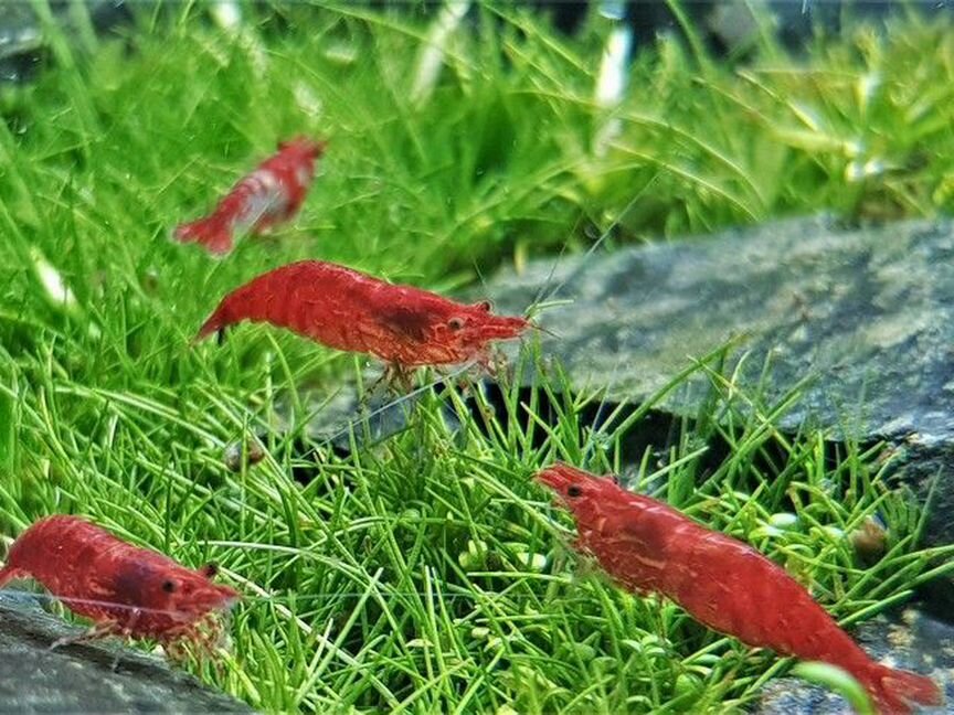 Креветки черри, тернеции, аквариум