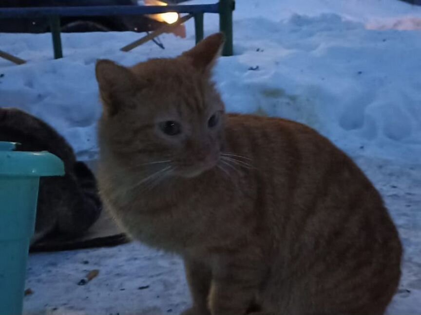 Нужен дом молоденьким ручным котикам