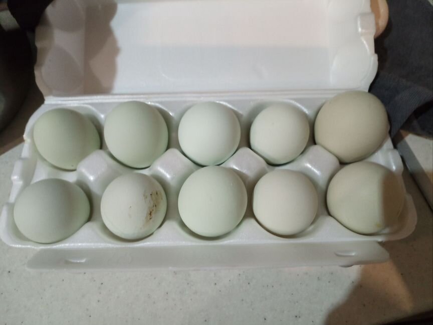 Инкубационное яйцо