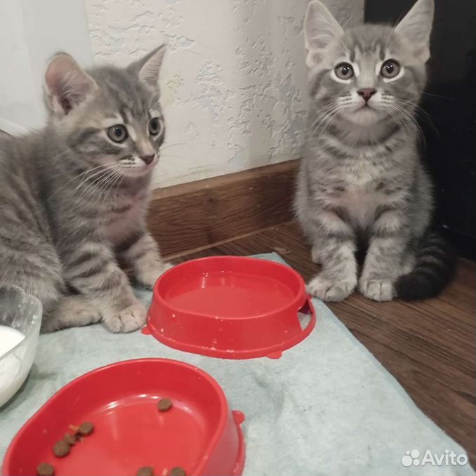 Котики с лотком в подарок