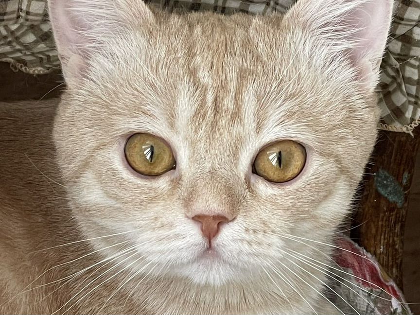 Кот шотландец