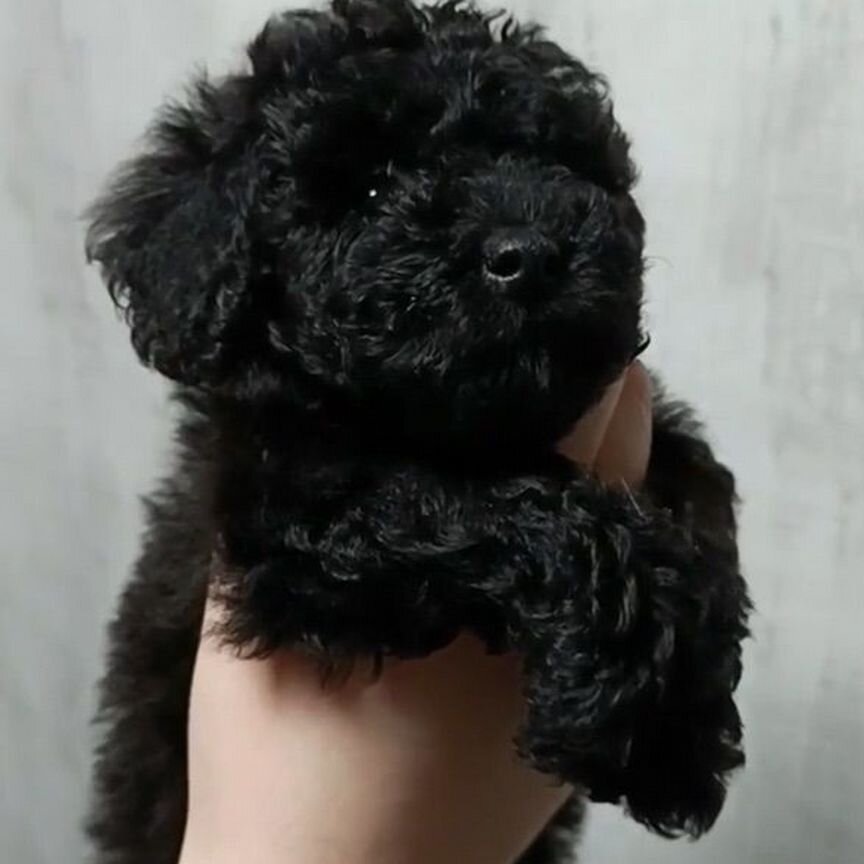 Той-пудель, щенок