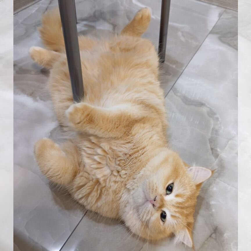 Котик в добрые руки, бесплатно