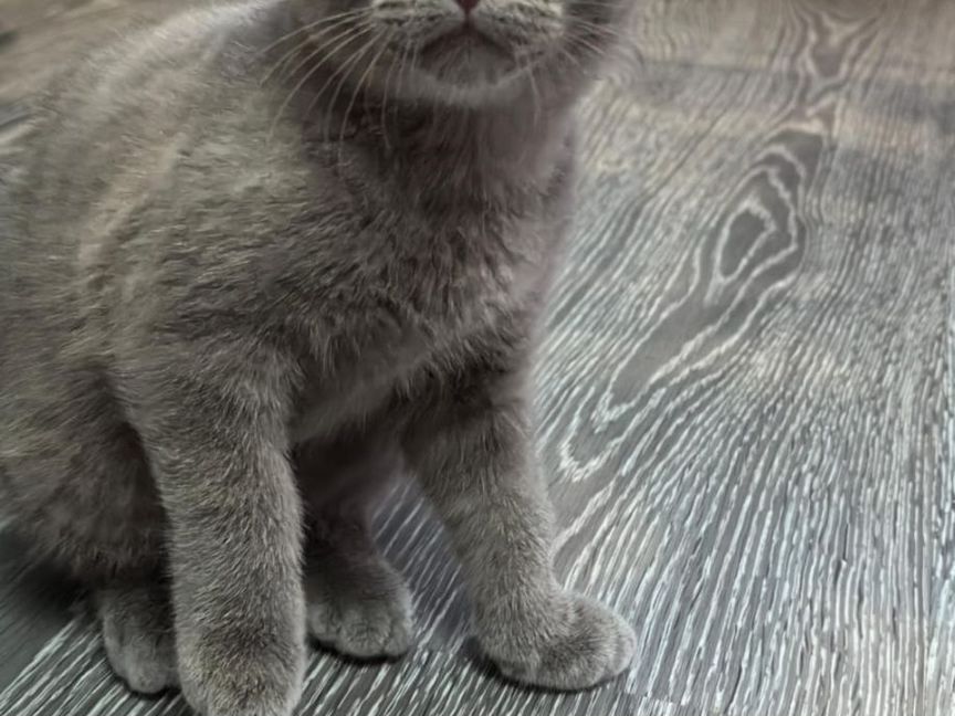 Шотландских котик