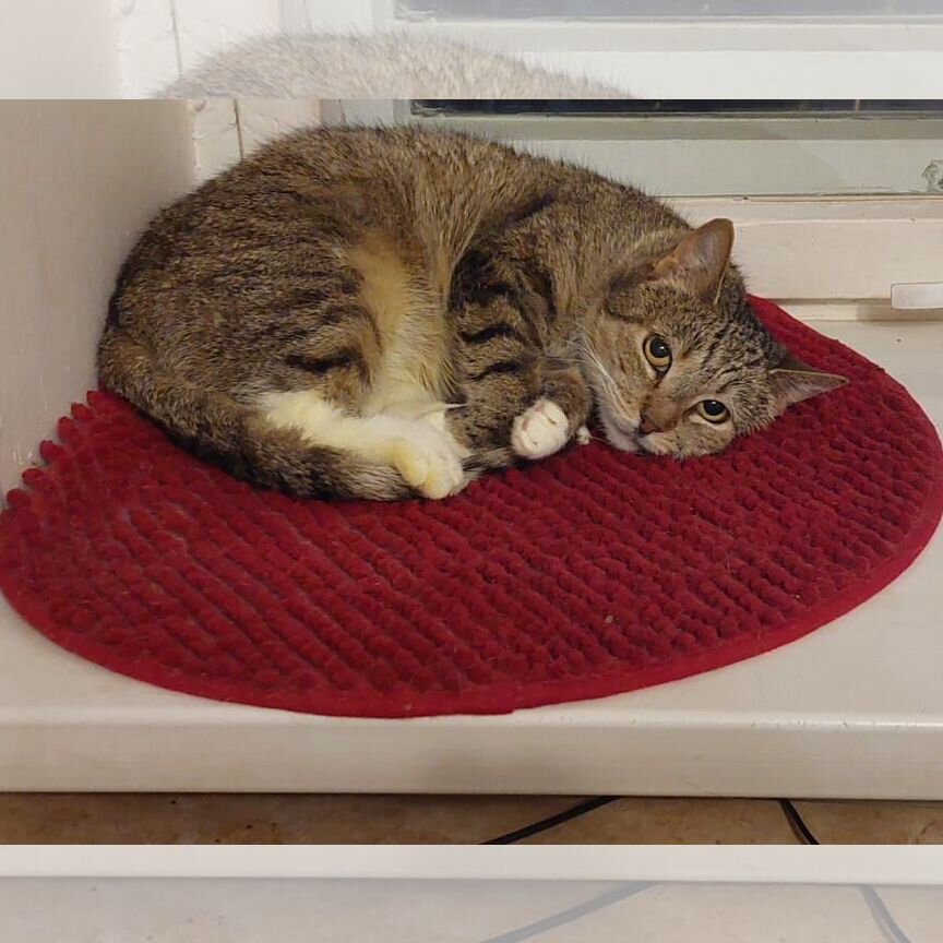 Кошка питерская бездомная