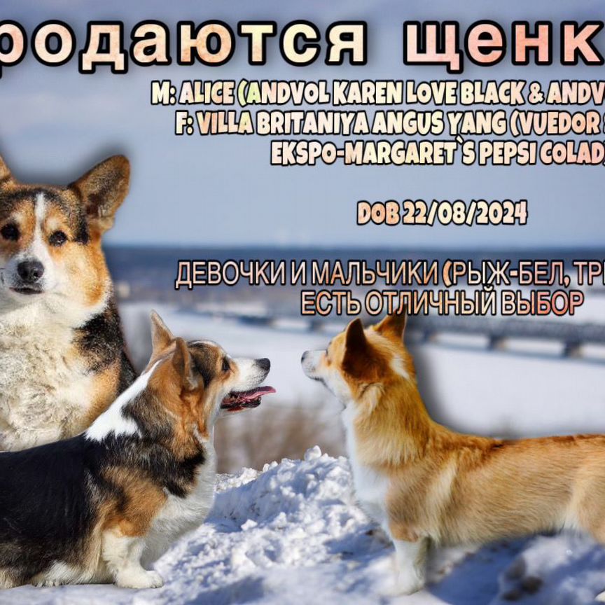 Сладкие малыши корги