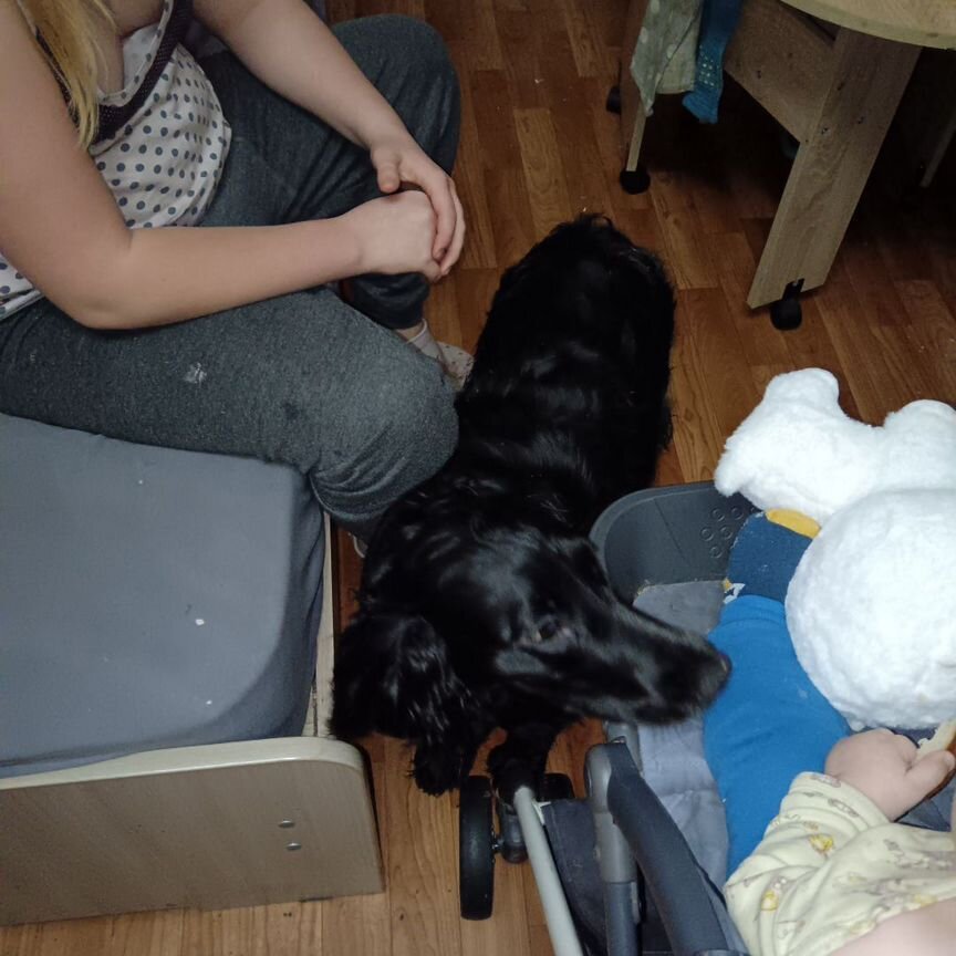 Отдам в добрые руки