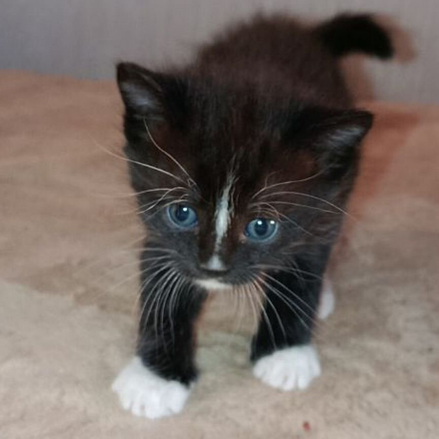 Котёнок в добрые руки