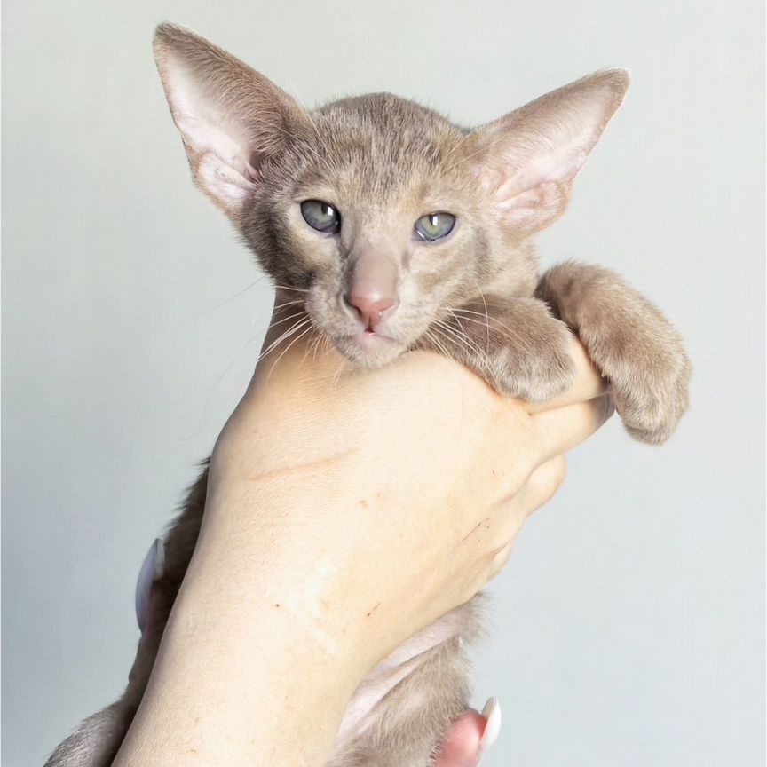 Ориентальные котята