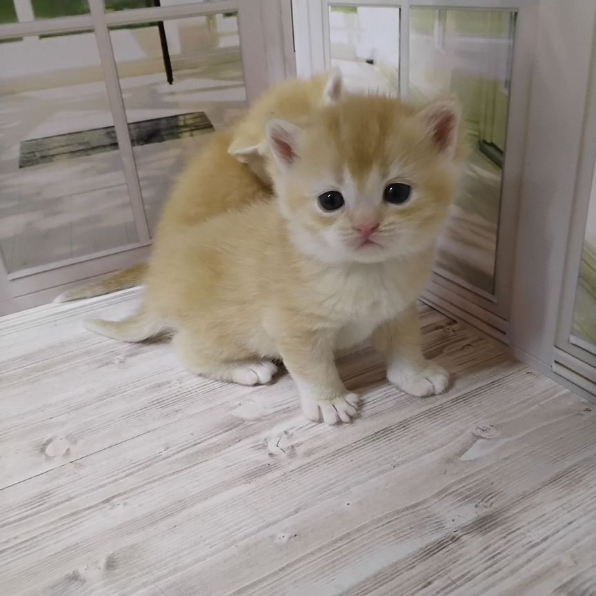 Шотландские солнышки