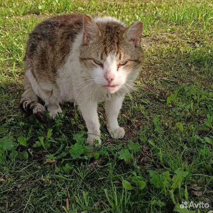 Больному котику нужна помощь