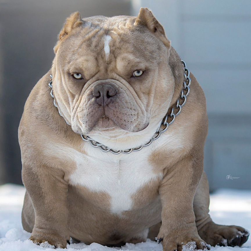 Американский булли вязка