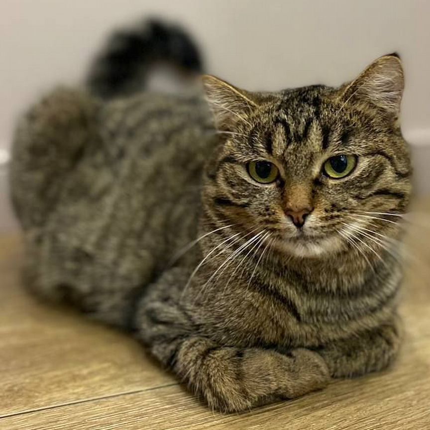 Взрослый кот в добрые руки