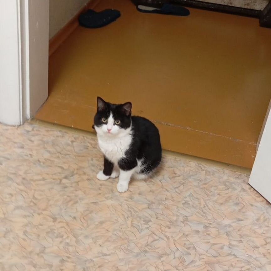 Котенок девочка 4 месяца игривая, лотку приучены