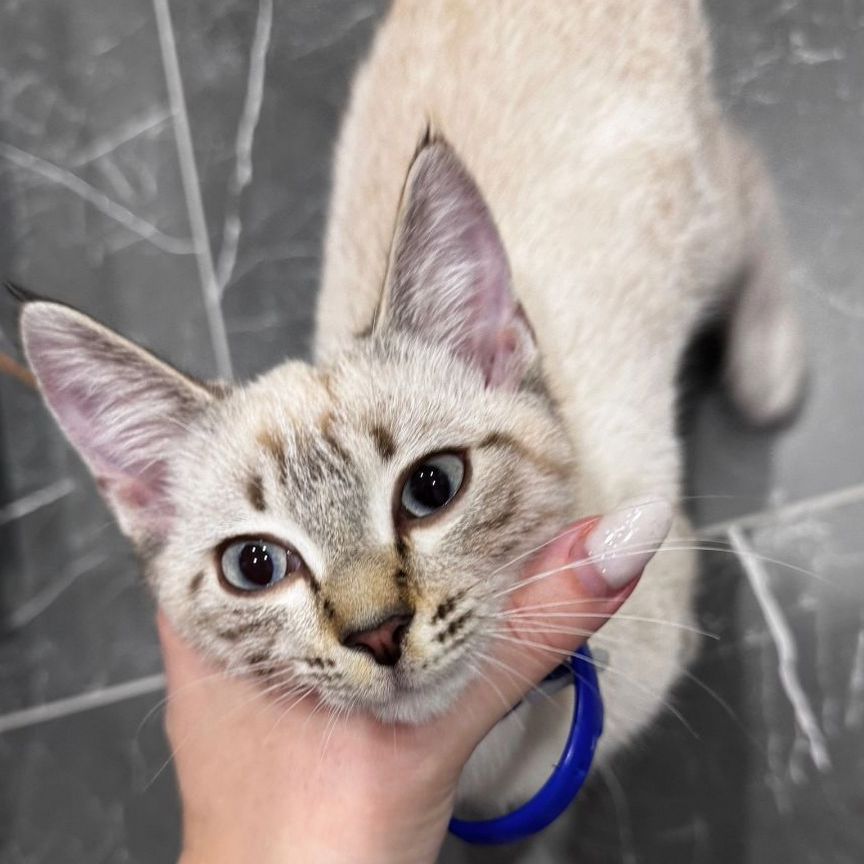 Кот охос азулес