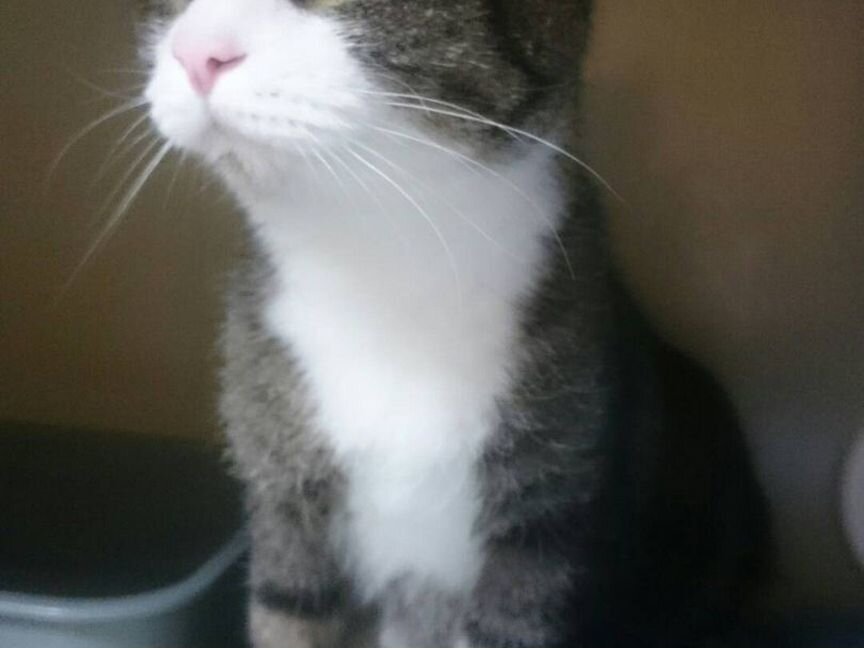 Кошка в дар (11 мес.)