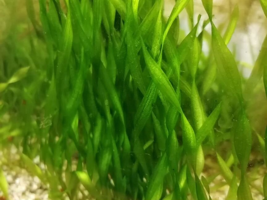 Валлиснерия спиральная