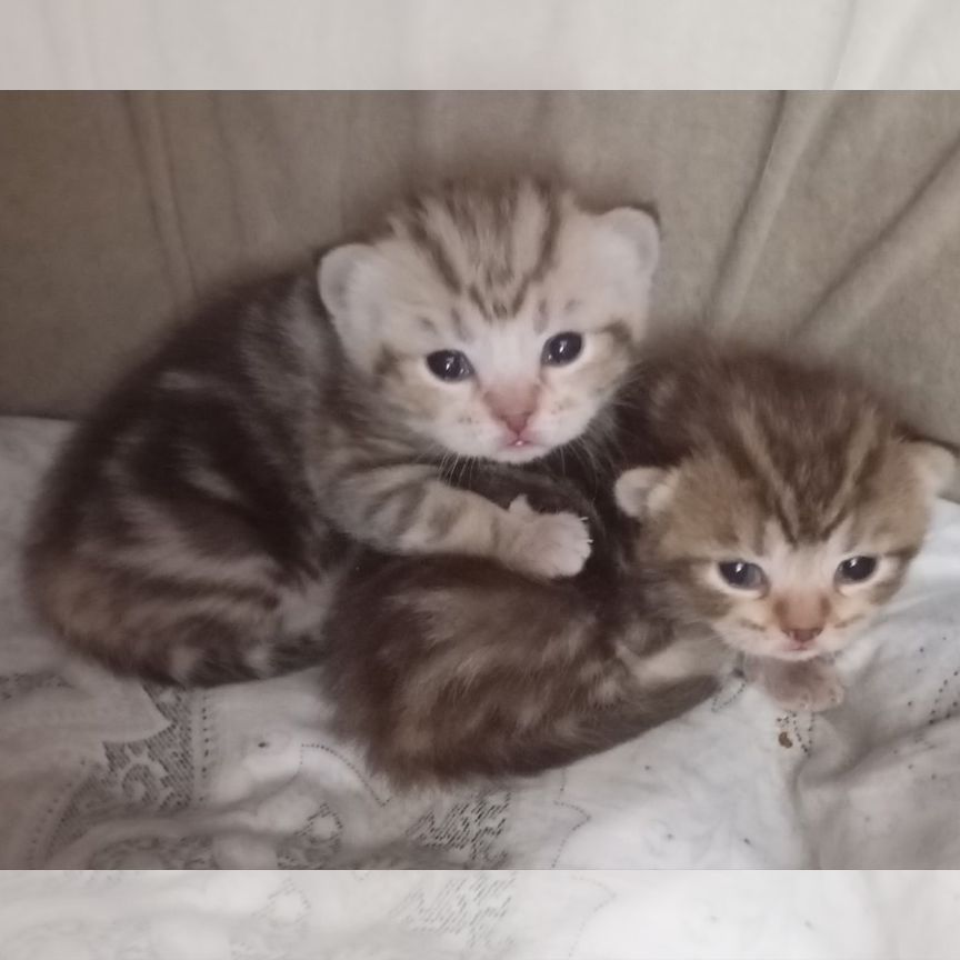 Шотландский вислоухий короткошёрстный котёнок