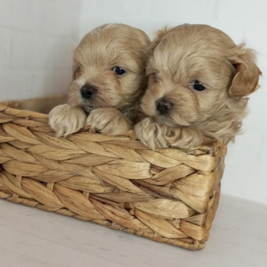 Мальтипу, щенок