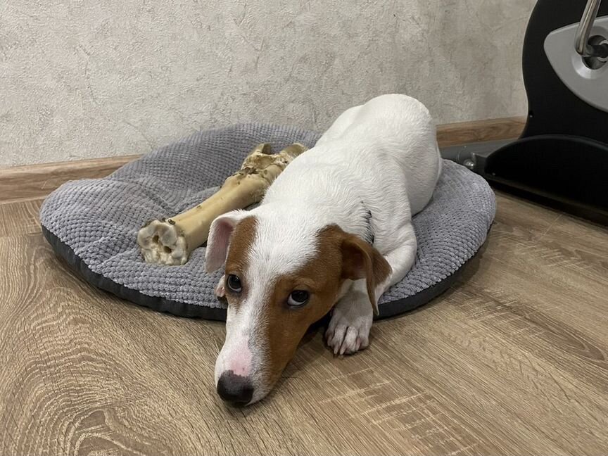 Собака в добрые руки маленькая порода