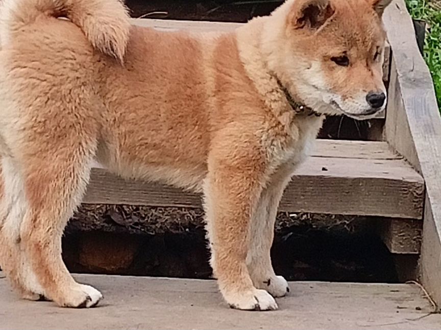 Рыжие щенки Сиба ину (Шиба ину)