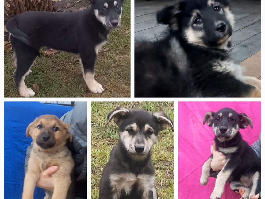 Щенки в добрые руки