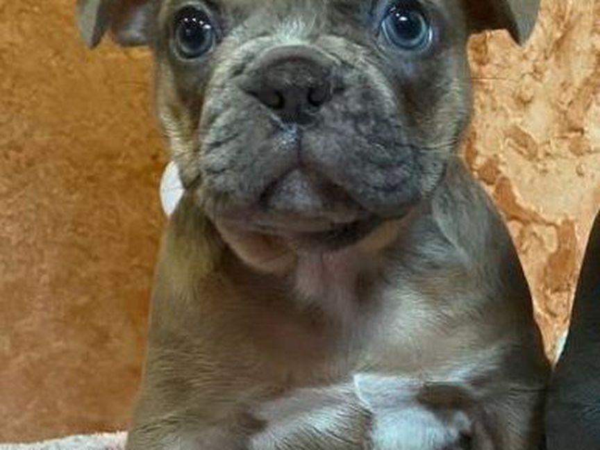 Плюшевые булочки