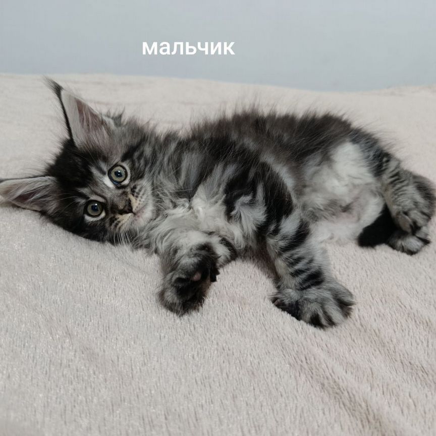 Мейн-кун котёнок