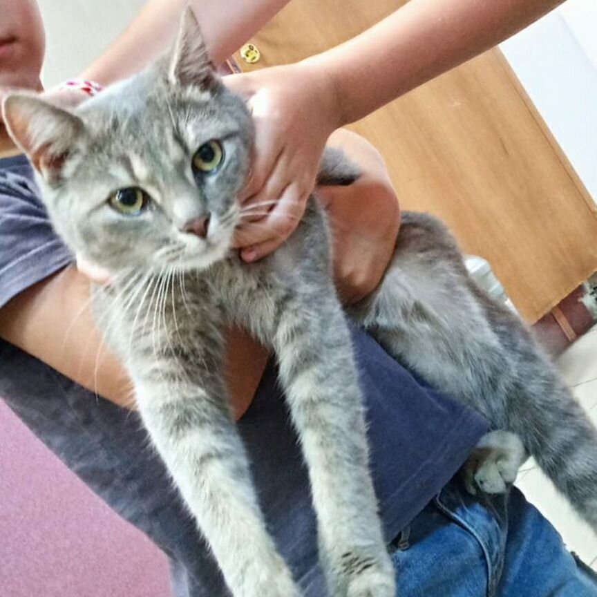 Кошка дымчатая ручная и умненькая