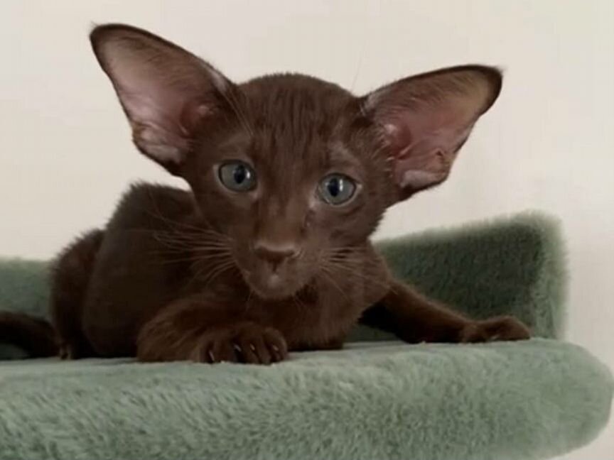 Ориентальные котята