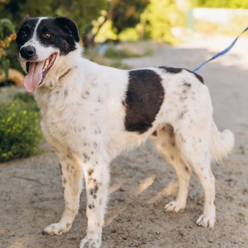 Собака в добрые руки