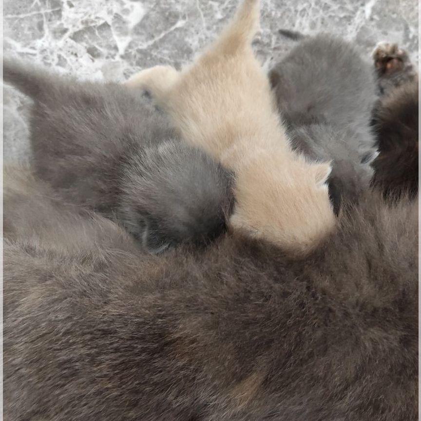 Британский короткошёрстный котёнок