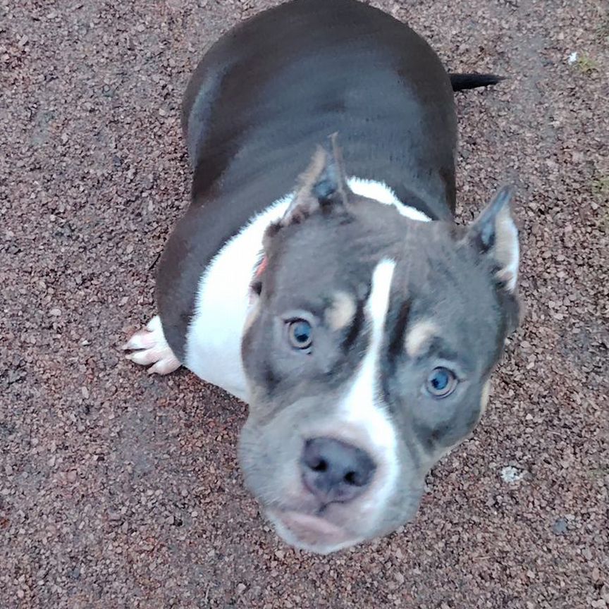 Американский булли, щенок