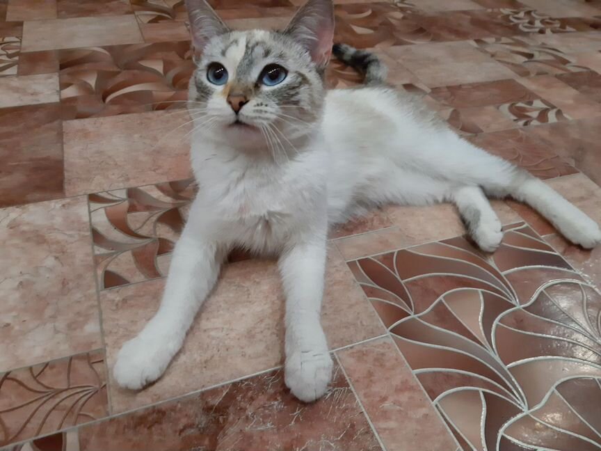 Супер ласковая кошечка