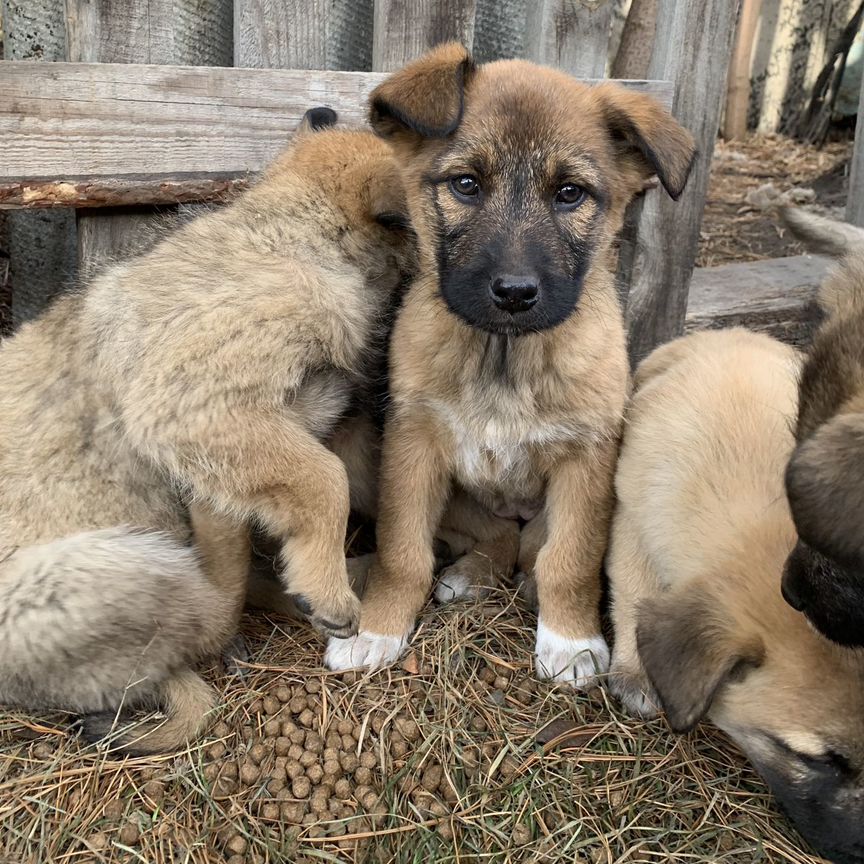 Щенок в добрые руки