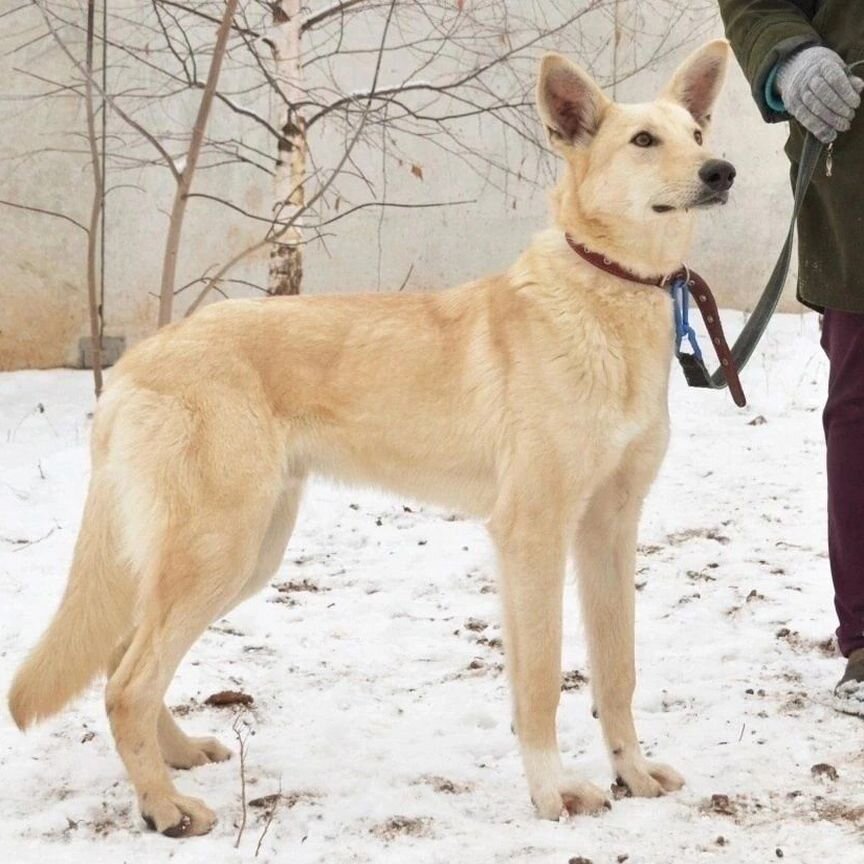 Собака в добрые руки - Гарди