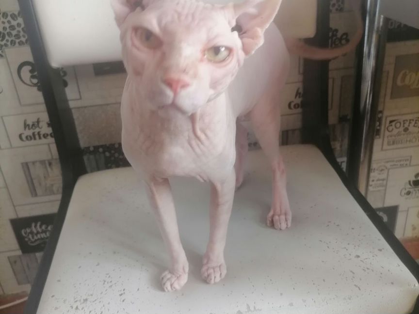 Канадский сфинкс