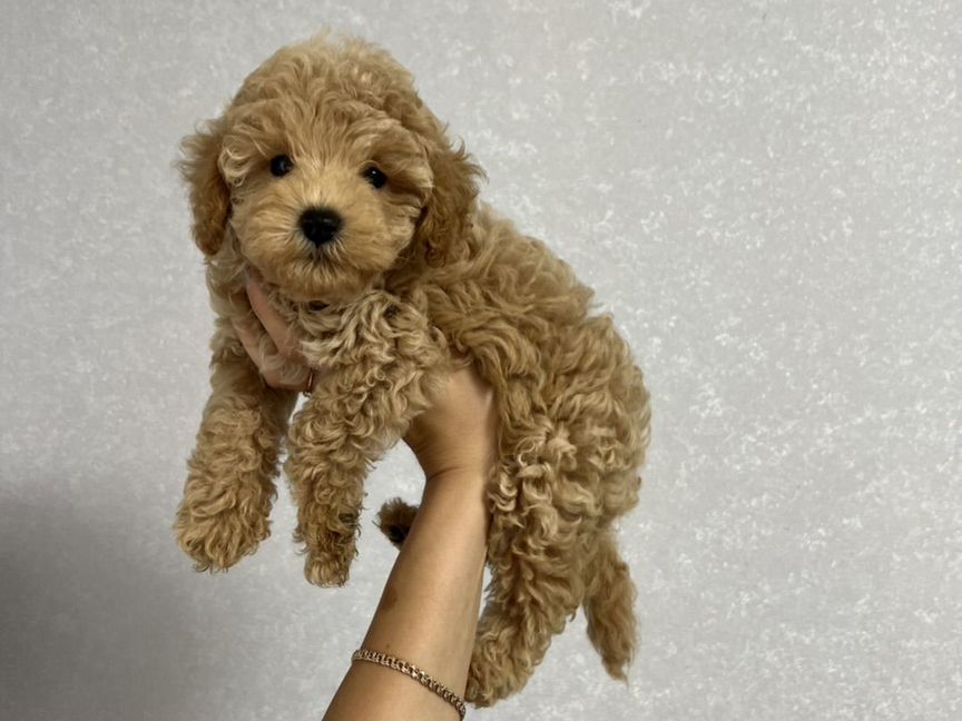 Мальтипу ф1 карамель мальчик кудряшка