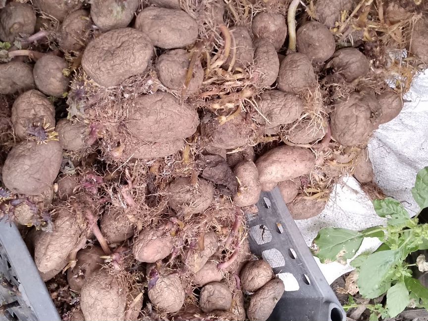 Картошка на корм мелкая