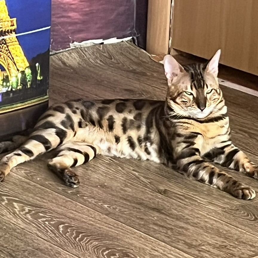 Бенгальская