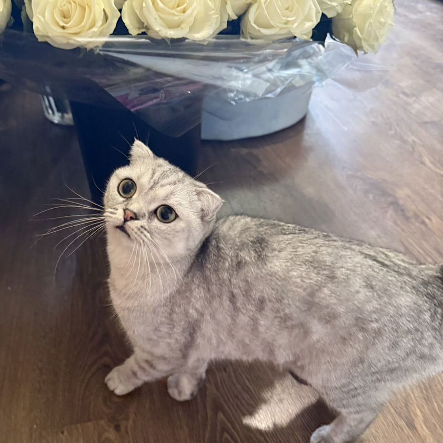 Шотландские вислоухие кошка и котята