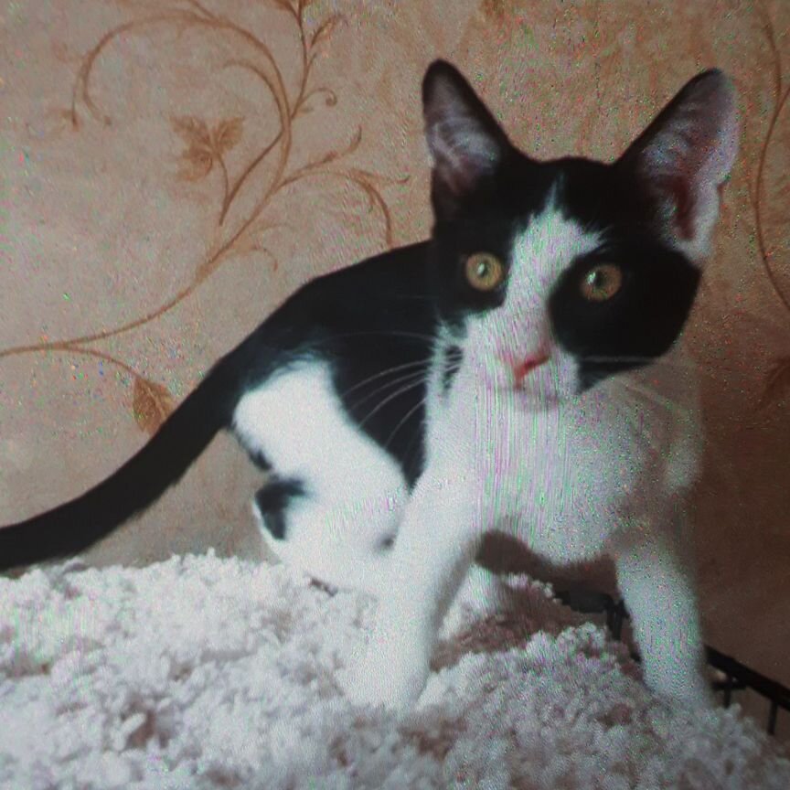 Котик в люищее в руки