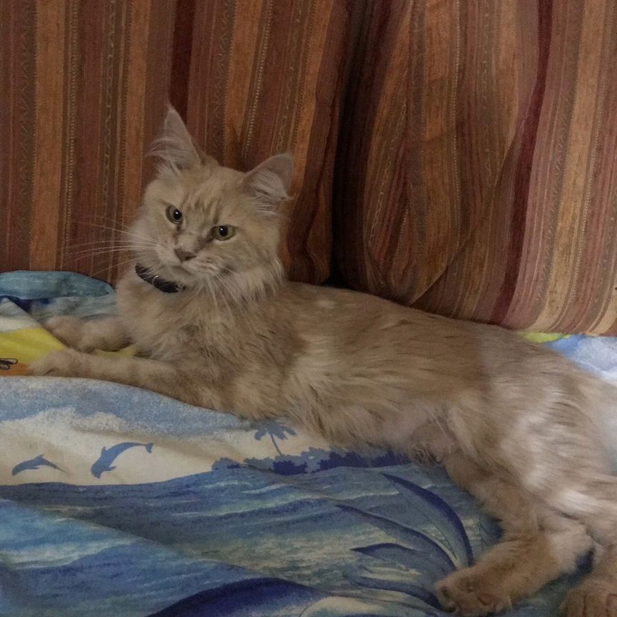 Продам мейкуна