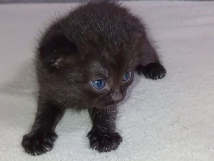 Черный котенок вислоухий
