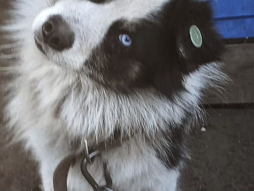 Собака в добрые руки отдам бесплатно