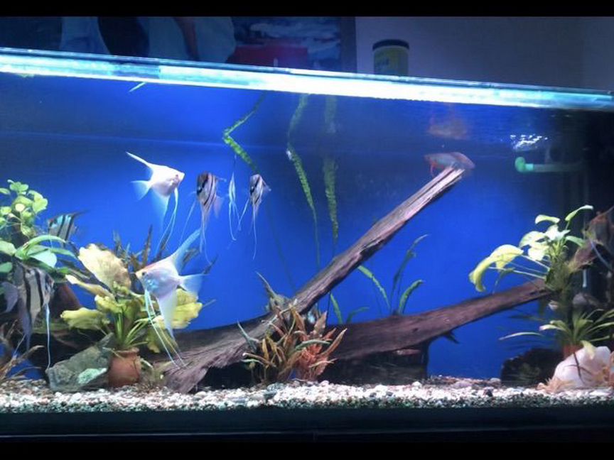 Коряги мангр, корень азалии