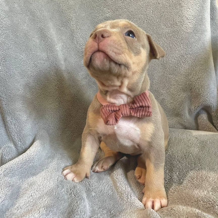 Американский булли щенок